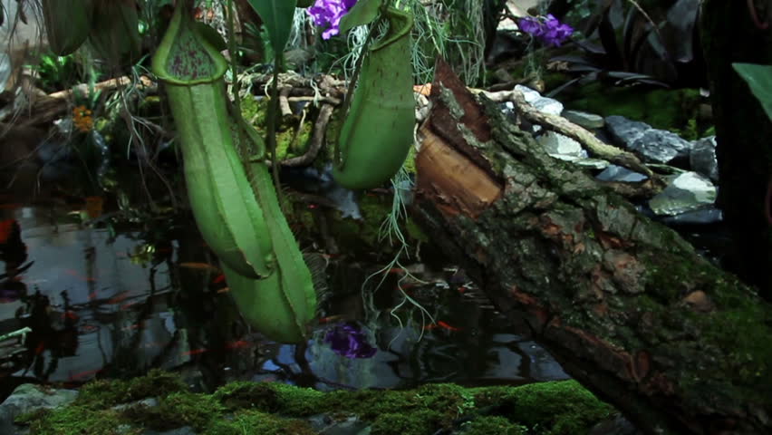 Carnivorous Plant Stock Footage Video (100% Royalty-free) 3777761 ...