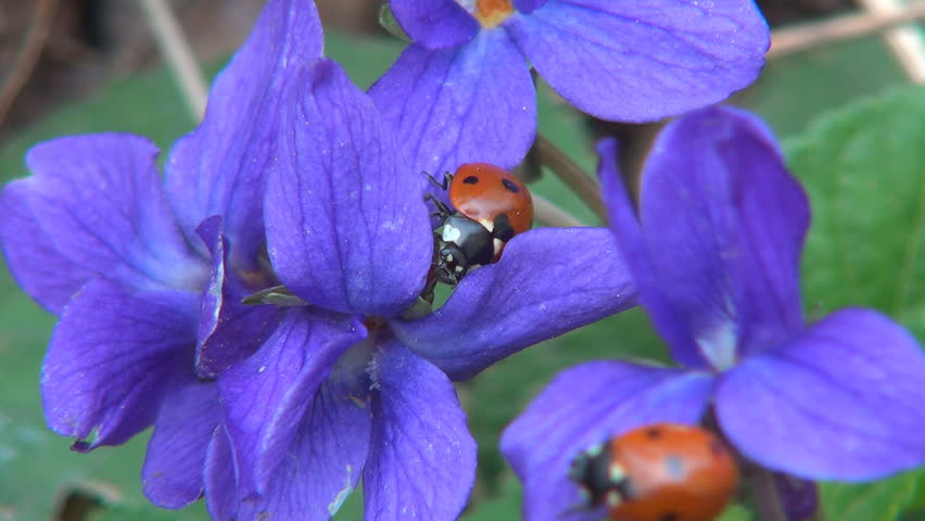 Walking Ladybugs On Violet Flowers In Spring, Viola Riviniana In Field ...