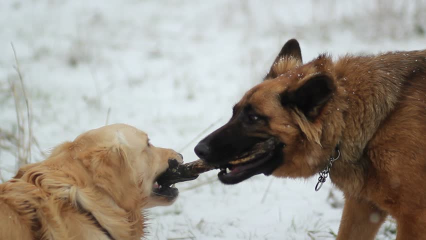 Big Dog playing with two small dogs in the snow image - Free stock ...