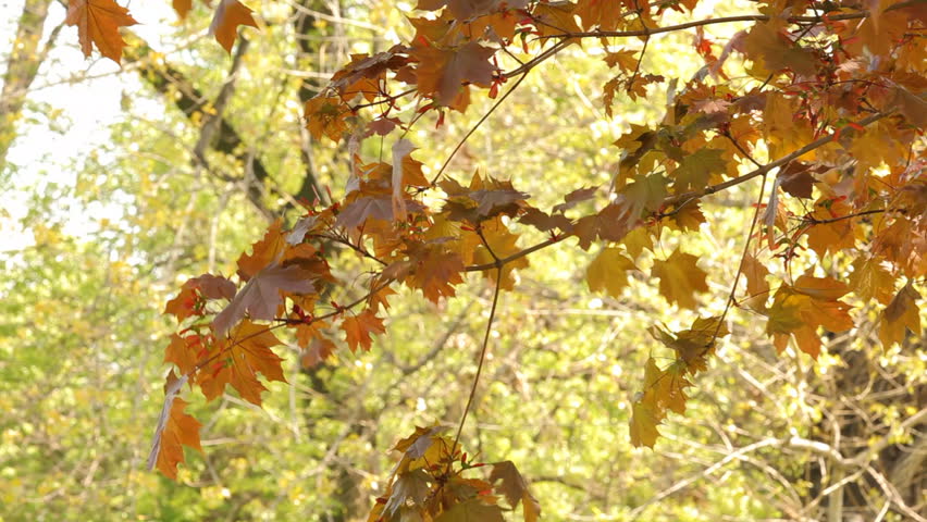 Stock video of sugar maple tree leaves | 400321 | Shutterstock