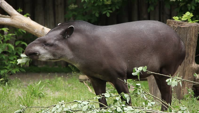 San Diego - California United States Elephant Tapir Capybara Stock ...
