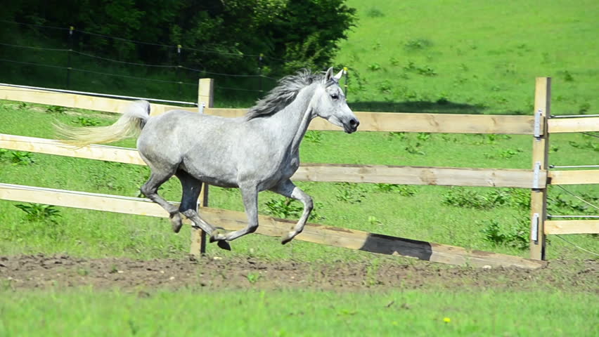 Stock video of grey asil arabian mare trotting and | 4200571 | Shutterstock