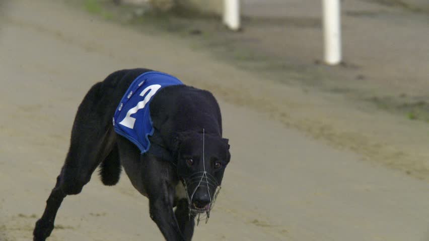 Greyhound Racing Slow Motion. 500 Fps High Definition Video Of ...