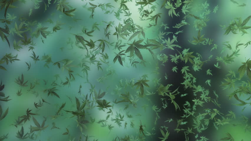 Stock Video Clip of Loop-able animation of falling marijuana leaves ...