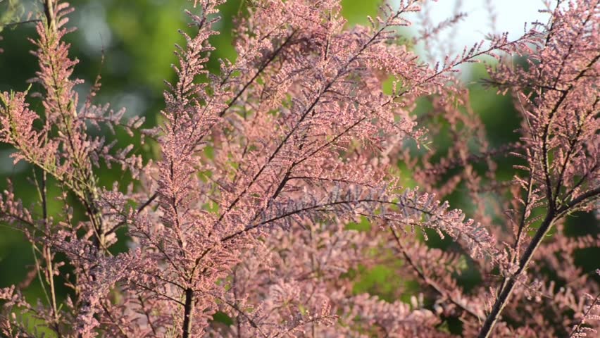 French Tamarisk (tamarix Gallica) Video de stock (totalmente libre de ...