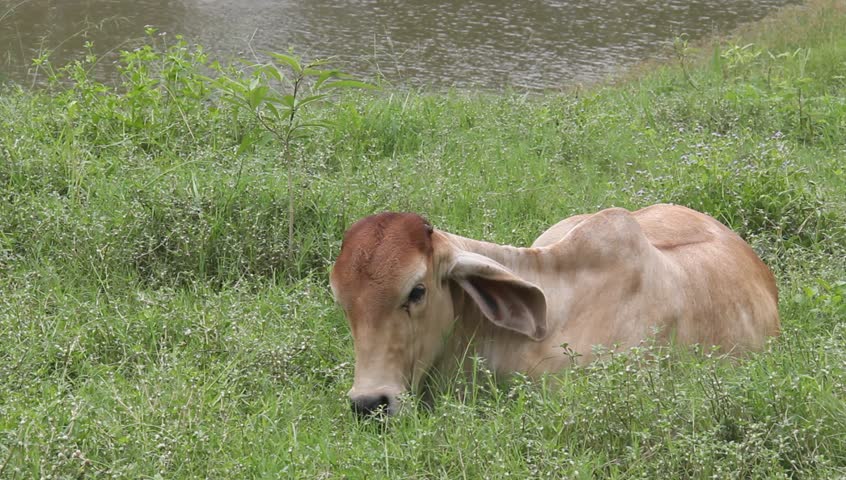 Stray Dog Feeding Puppies With Milk Stock Footage Video 3015724 ...