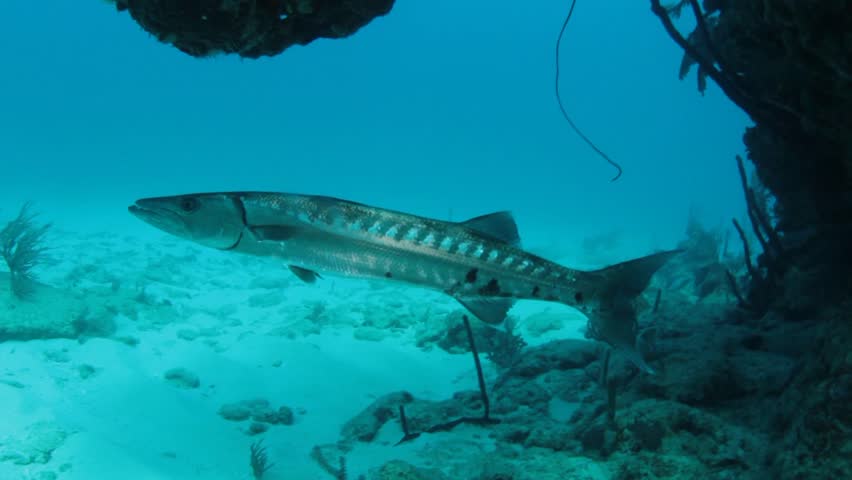 Huge Barracuda, Hiding Under Reef Stock Footage Video (100% Royalty ...