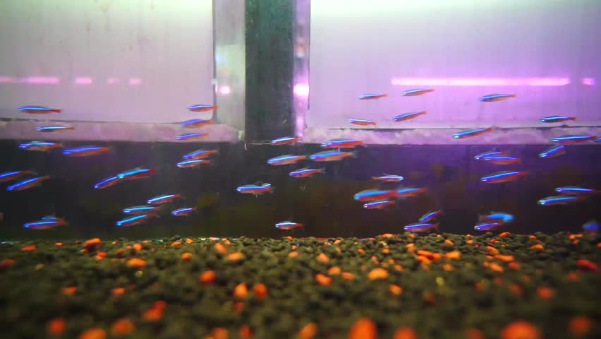 Stock video of a group of neon tetra fish | 4411181 | Shutterstock