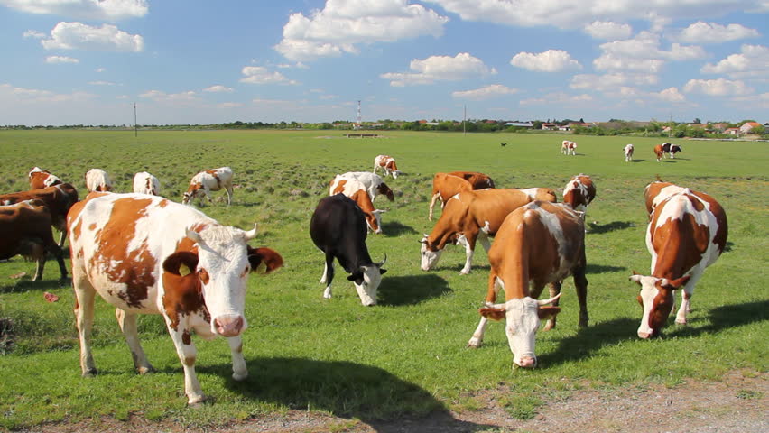 Deep Red Cattle Cow Grazing + Newborn Calf. Deep Red Cattle Have Few ...