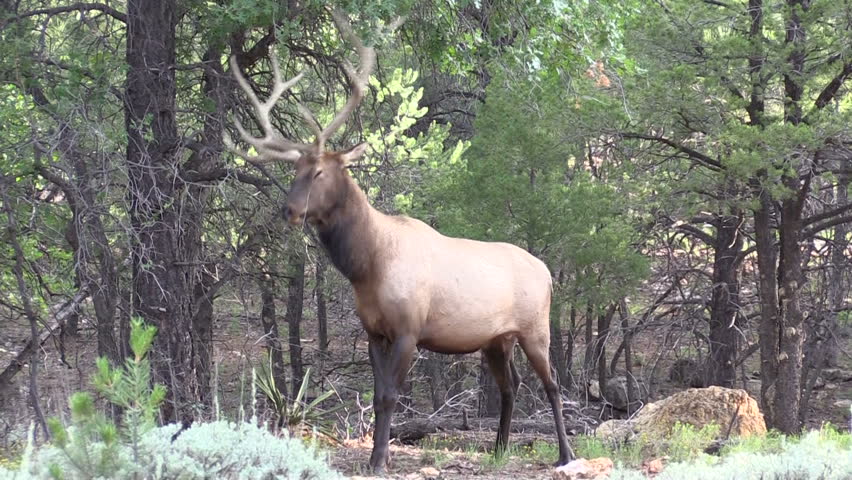Bull Elk Rubbing Tree Limbs Stock Footage Video (100% Royalty-free ...