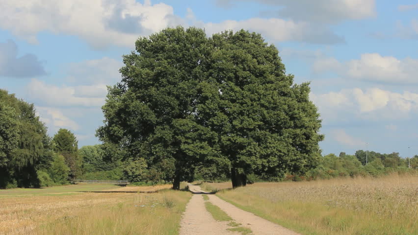 Symmetric Trees and a Typical Stock Footage Video (100% Royalty-free ...