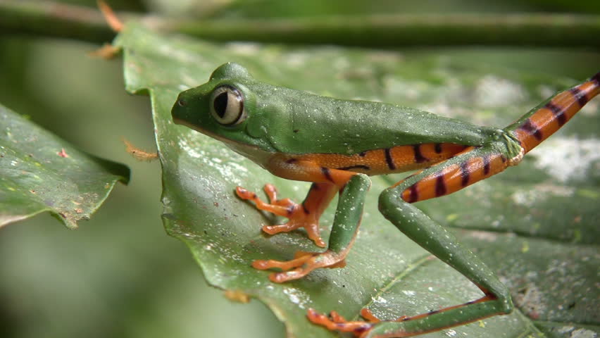 Barred Monkey Frog (phyllomedusa Tomopterna) Stock Footage Video (100% ...