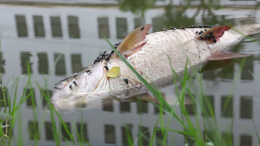 Dead Fish in Polluted Water Stock Footage Video (100% Royalty-free ...