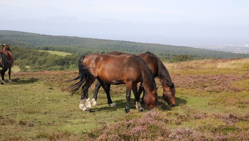 Ponies Quantock Hills Somerset England Stock Footage Video (100% ...