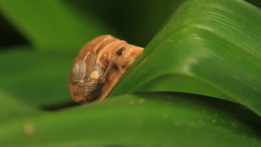 Detailed snail crawling across the ground image - Free stock photo ...