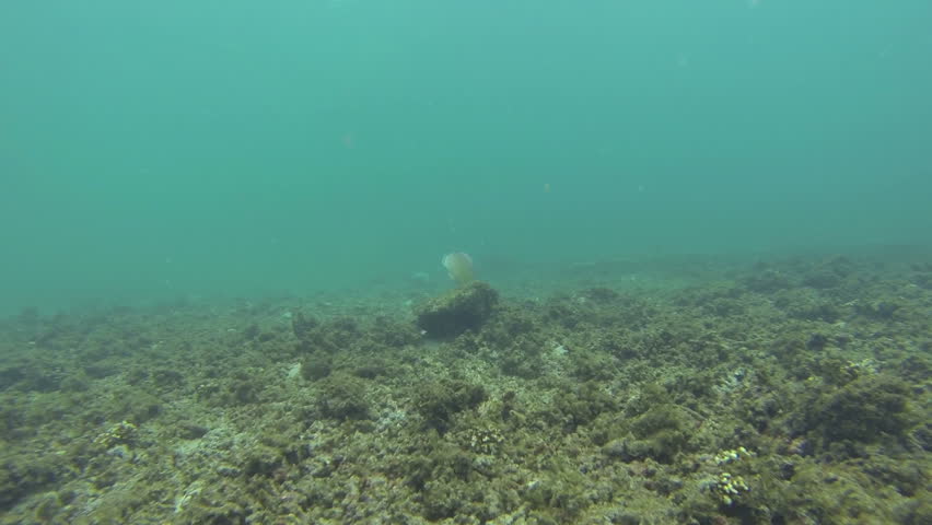 Crevalle Jack image - Free stock photo - Public Domain photo - CC0 Images