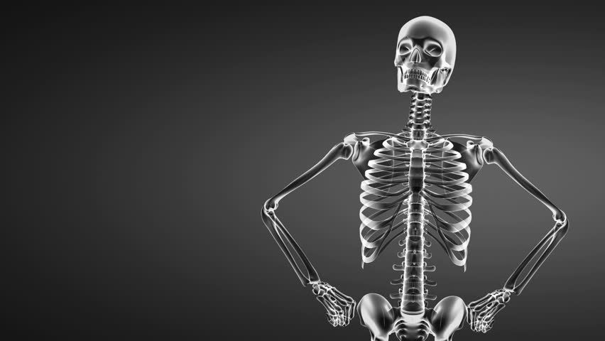 Highly Detailed 3D X-ray Of A Skeleton With The Spinal Cord Fully ...