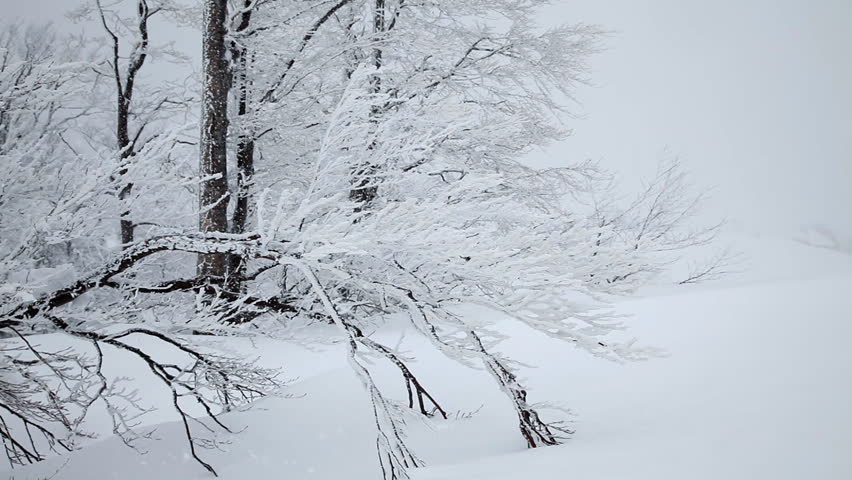 Isolated Tree, Broken Tree And Shadow On The Snow Near A Wooden Fence ...