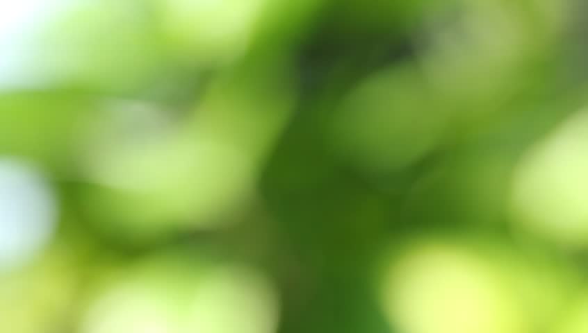 Out of Focus Tree, Background Stock Footage Video (100% Royalty-free ...
