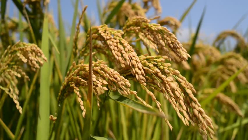 Rice Crop Stock Footage Video 4917047 | Shutterstock
