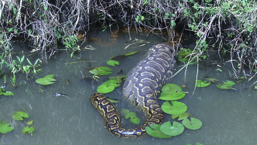 Full Stomach Stock Footage Video | Shutterstock