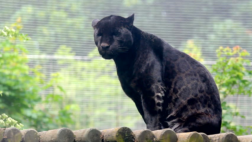 Black Panther Look to Camera Stock Footage Video (100% Royalty-free ...