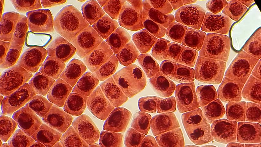 Rust Under The Microscope Stock Footage Video 5186642 | Shutterstock