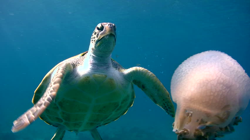 Green Sea Turtle Swimming And Eating Algae Underwater In The Galapagos ...