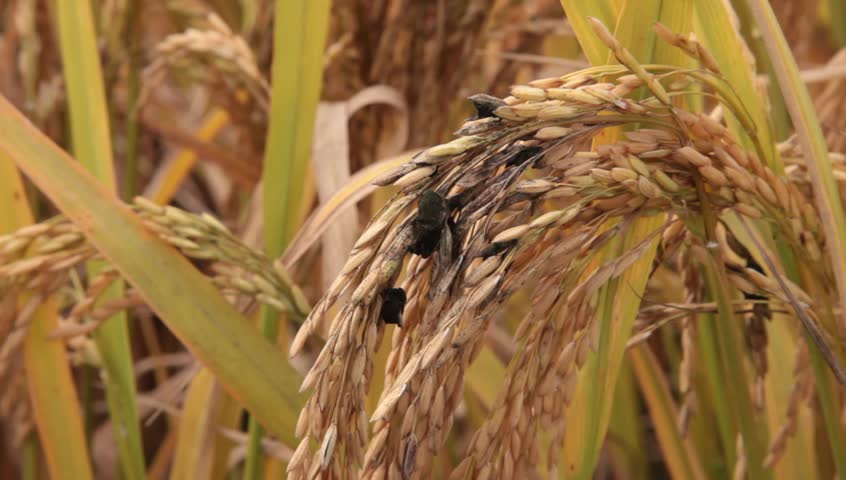 Ripe Rice with Harmful Insect 스톡 동영상 비디오(100% 로열티프리) 5080391 | Shutterstock
