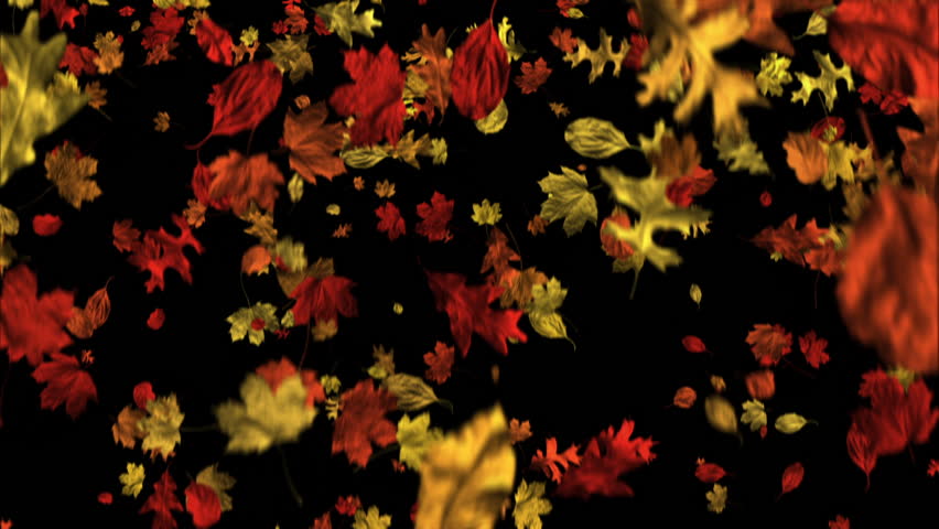 Falling Leaves - Looped And Masked 3d Animation Stock Footage Video ...