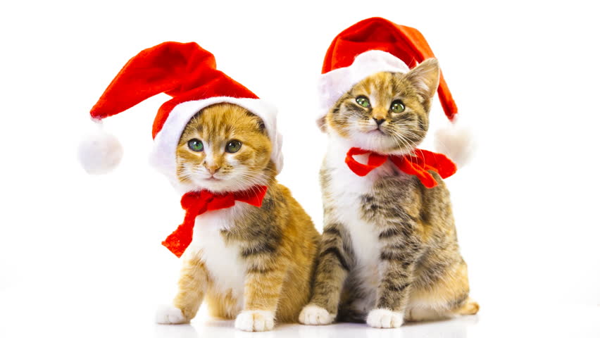 Christmas Santa Cat Stock Footage Video (100% Royalty-free) 5154281 ...