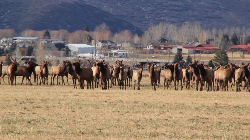 Cattle Grazing In Custer State Park Of South Dakota United States Stock ...