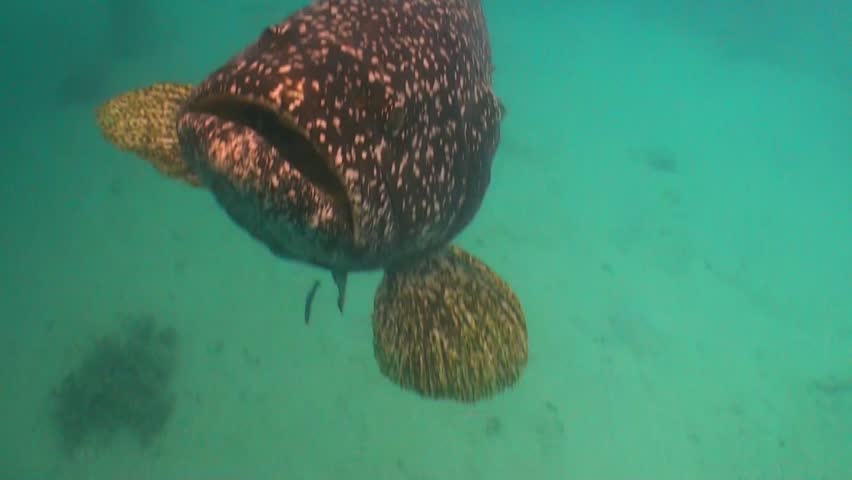 Giant Queensland Grouper Looking (epinephelus Stock Footage Video (100% ...