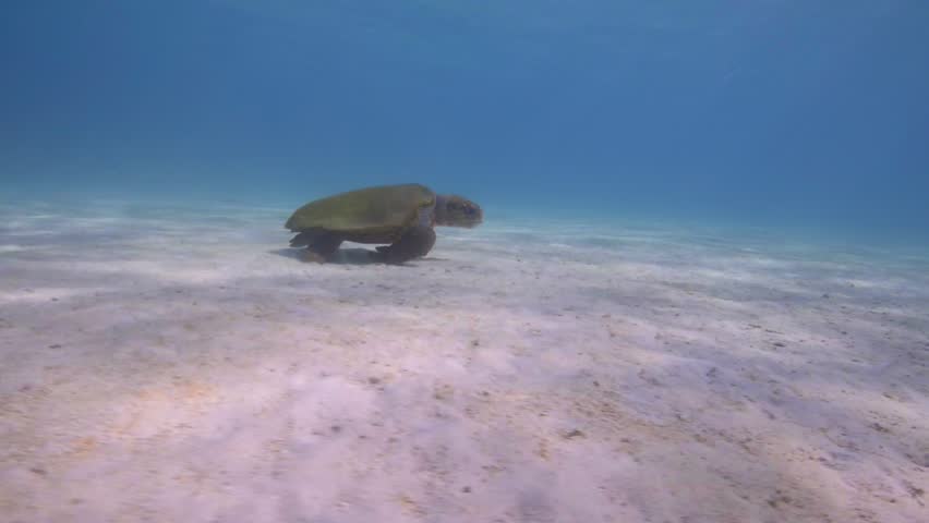 Loggerhead Turtle Eating in Sand Stock Footage Video (100% Royalty-free ...
