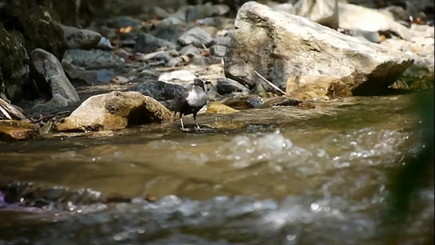 Flying Dipper Stock Footage Video (100% Royalty-free) 5300261 ...