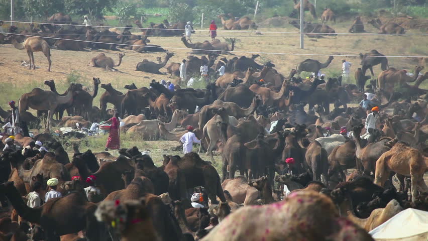 Pushkar, India - November 21, Stock Footage Video (100% Royalty-free ...