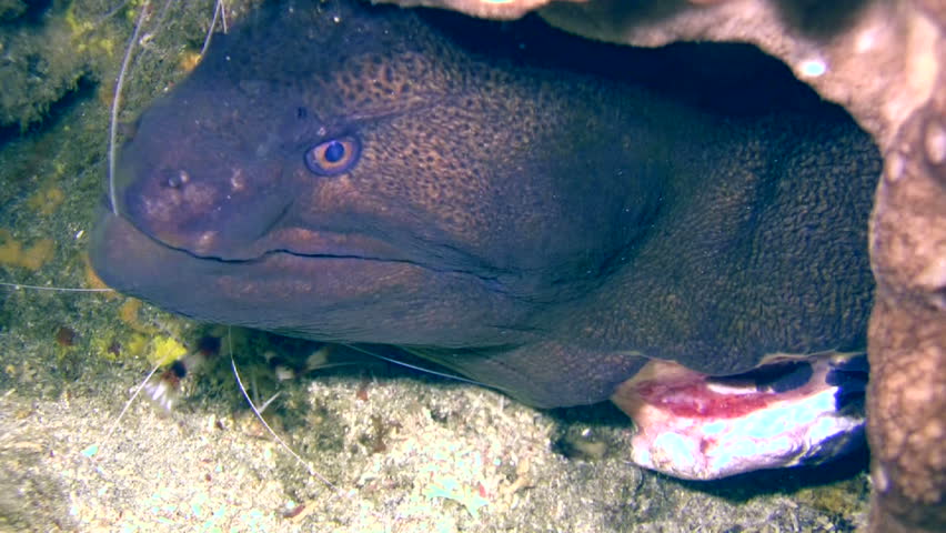 Giant Moray (gymnothorax Javanicus) Side, Stock Footage Video (100% ...