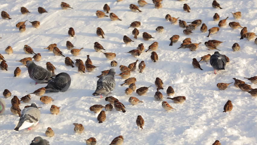 Disheveled and Beat up Pigeons Stock Footage Video (100% Royalty-free ...