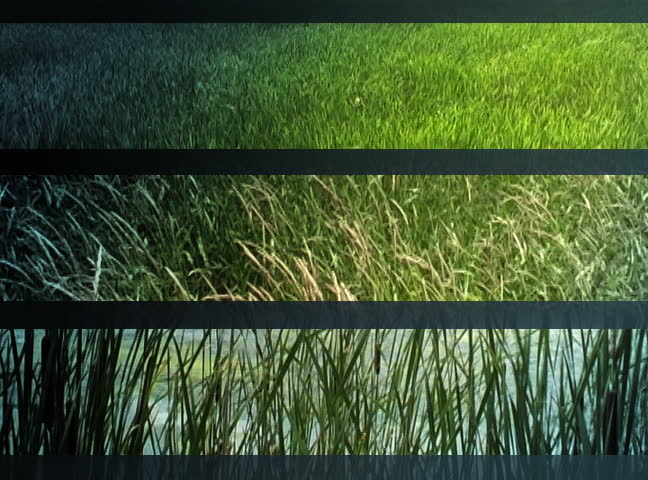 Background with Moving Grass and Stock Footage Video (100% Royalty-free ...