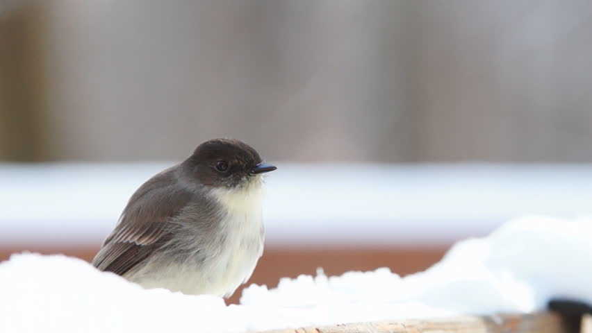 Stock Video Clip of Eastern Phoebe (Sayornis phoebe) is a small ...