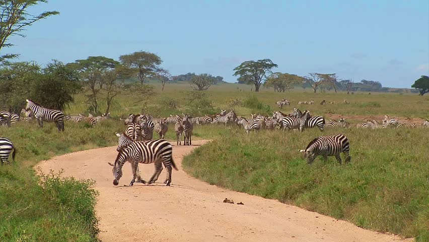 Herd of Zebra Block Passage Stock Footage Video (100% Royalty-free ...