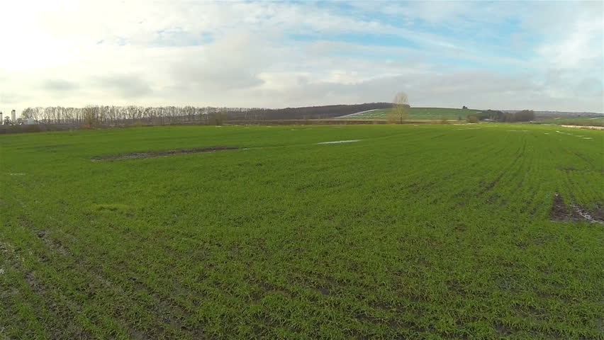 Plantation Of Cannabis Near Houses. Aerial Fly Over Shoot Of Cannabis ...
