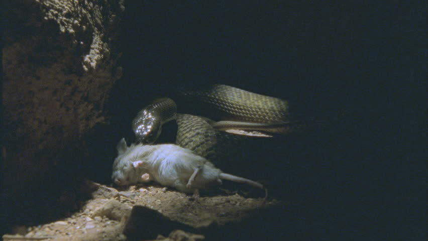 Inland Taipan Sensing Dead Rat Stock Footage Video (100% Royalty-free ...