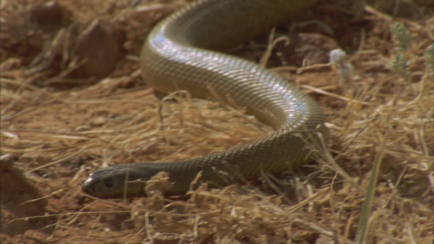 Paralysis Ticks, Also Called Dog Ticks, Shell-back Ticks Or Scrub Ticks ...