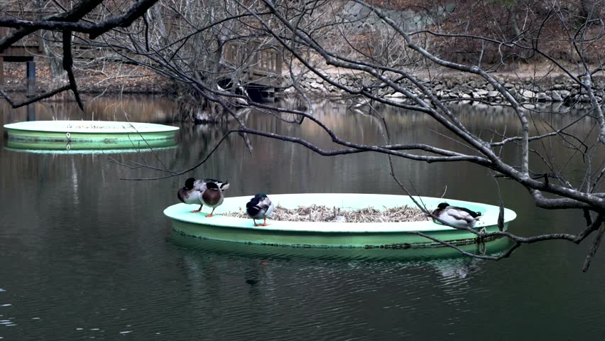 Ducks Spinning On a Flotation Stock Footage Video (100% Royalty-free ...
