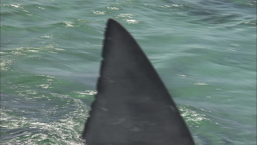 Great White Shark Fin Stock Footage Video (100% Royalty-free) 5854931 ...