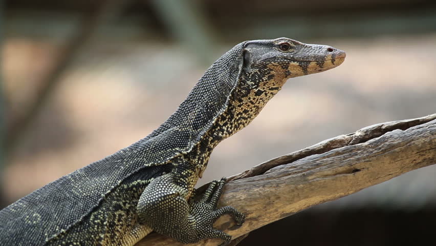 Wildlife Feeding Scene From Forest With Birds Of Prey. Goshawk Kill ...