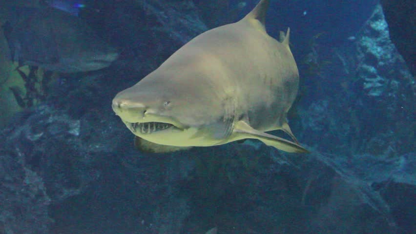 Stock video of shark underwater scene | 5892311 | Shutterstock