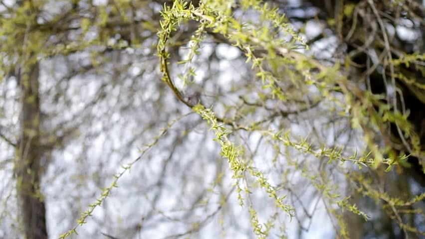 Stock video of a willow tree swaying in the | 5913851 | Shutterstock