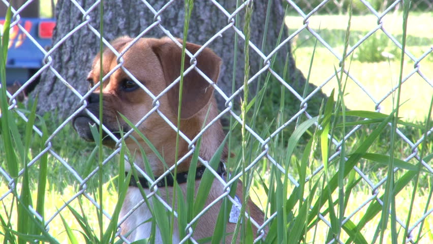 Puggle Barking Behind Fence Stock Footage Video (100% Royalty-free ...